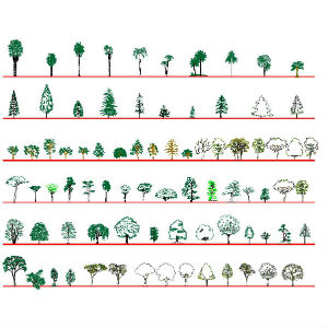 Bloc Arbres élévation DWG Block Trees Elevation dwg