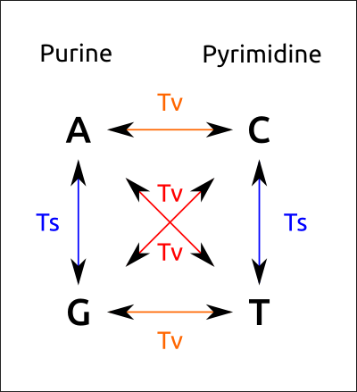 PhyloBotanist: Nucleotide substitution models