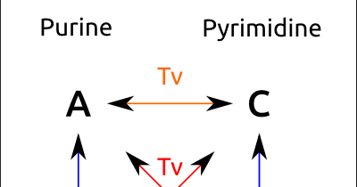 PhyloBotanist: Nucleotide substitution models