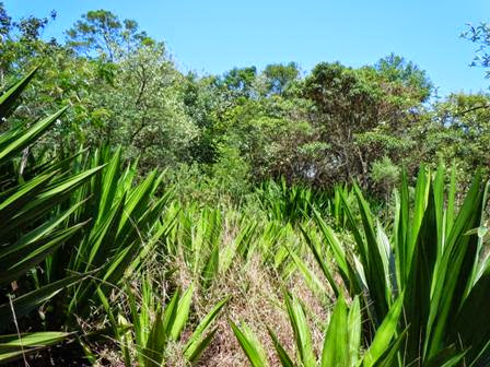 Árvores: Plantas invasoras
