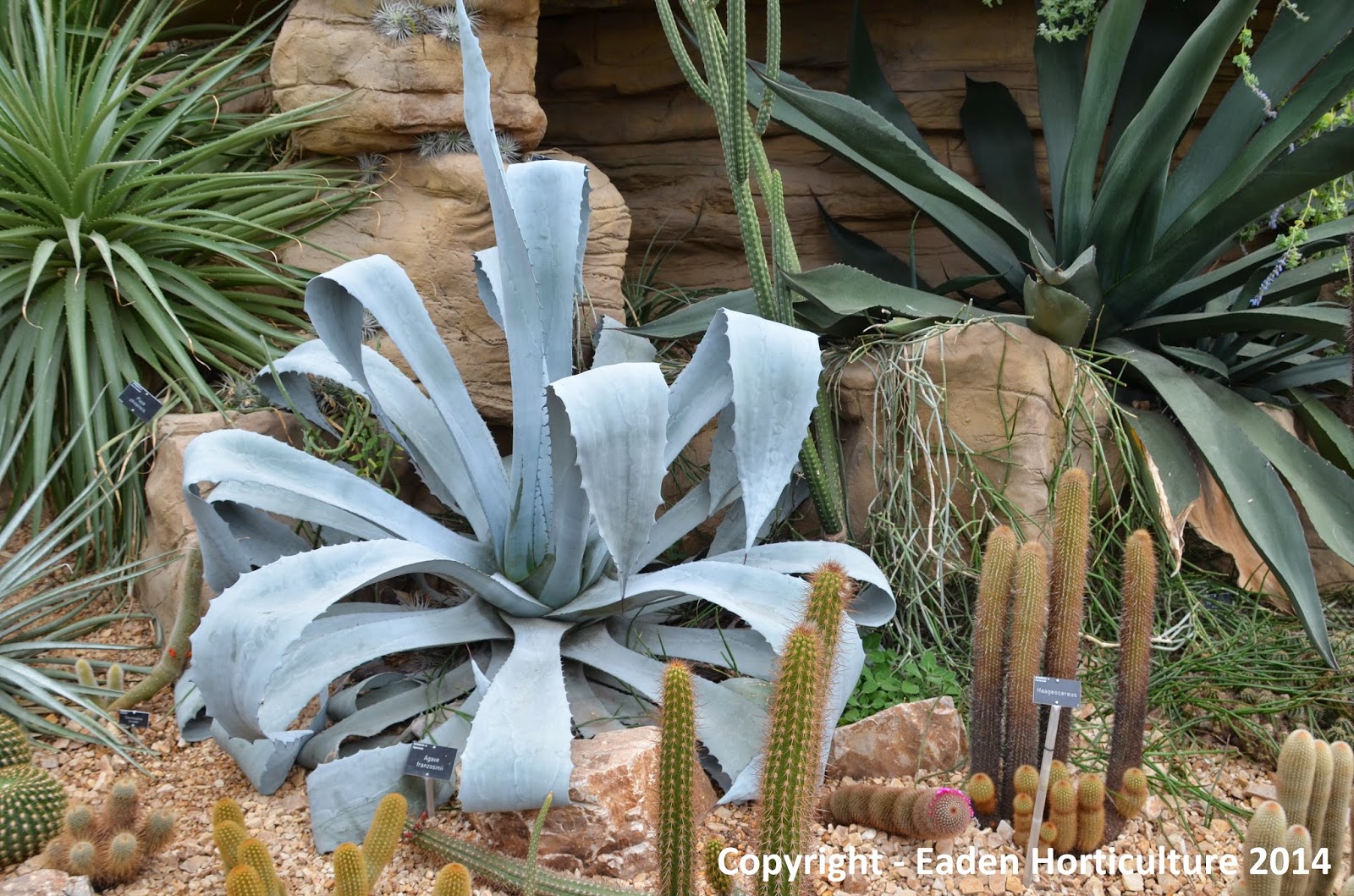 AGAVE |The Garden of Eaden