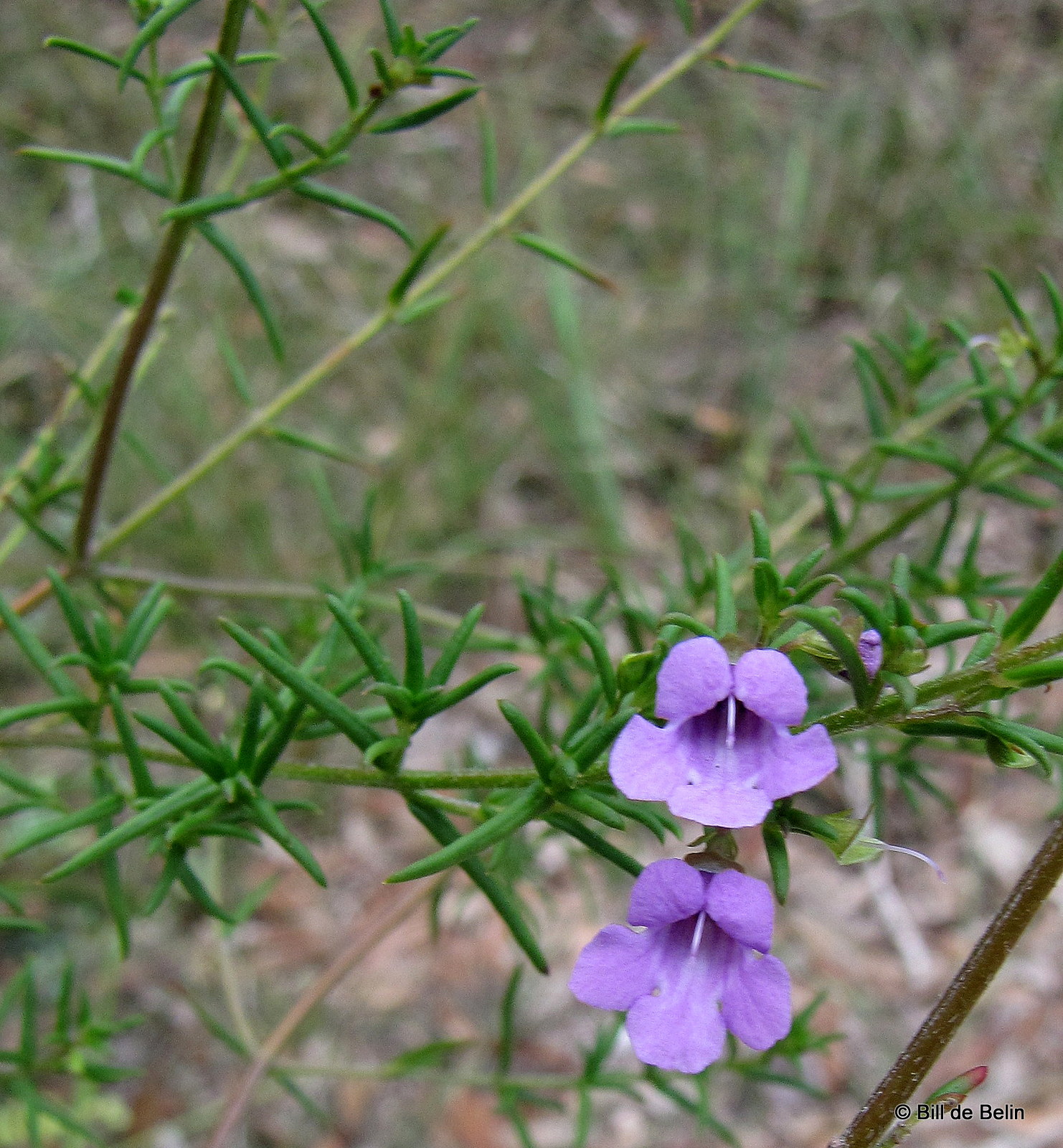 Sydney's Wildflowers and Native Plants: Prostanthera scutellarioides ...