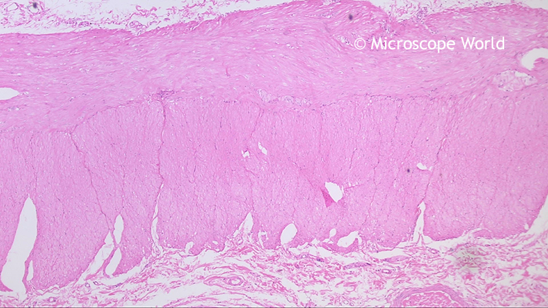 Microscope World Blog: Human Colon Under the Microscope