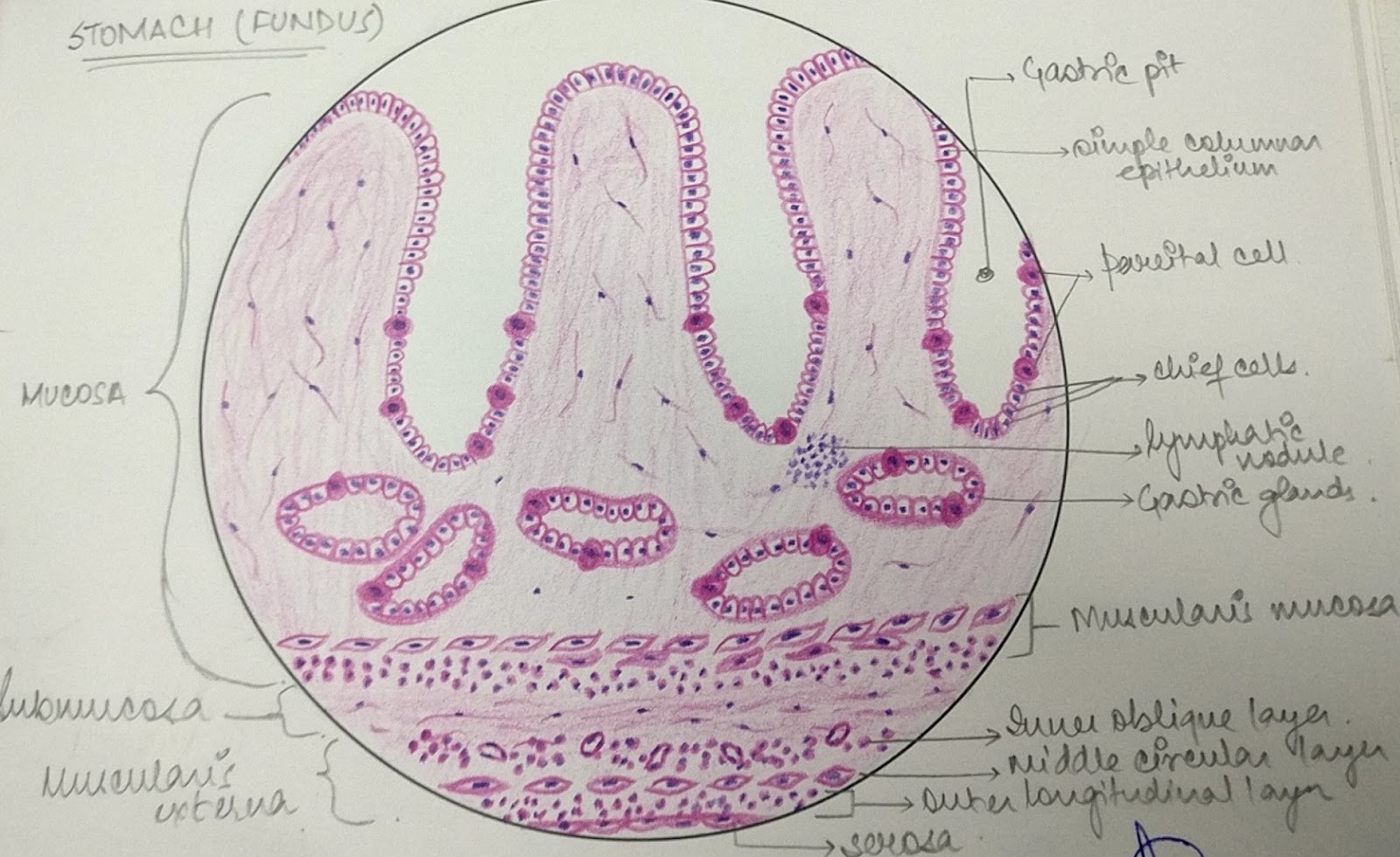 Fundus Of Stomach Histology