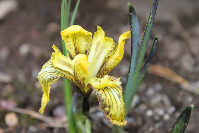 Mina trädgårdar: Fina små Irisar