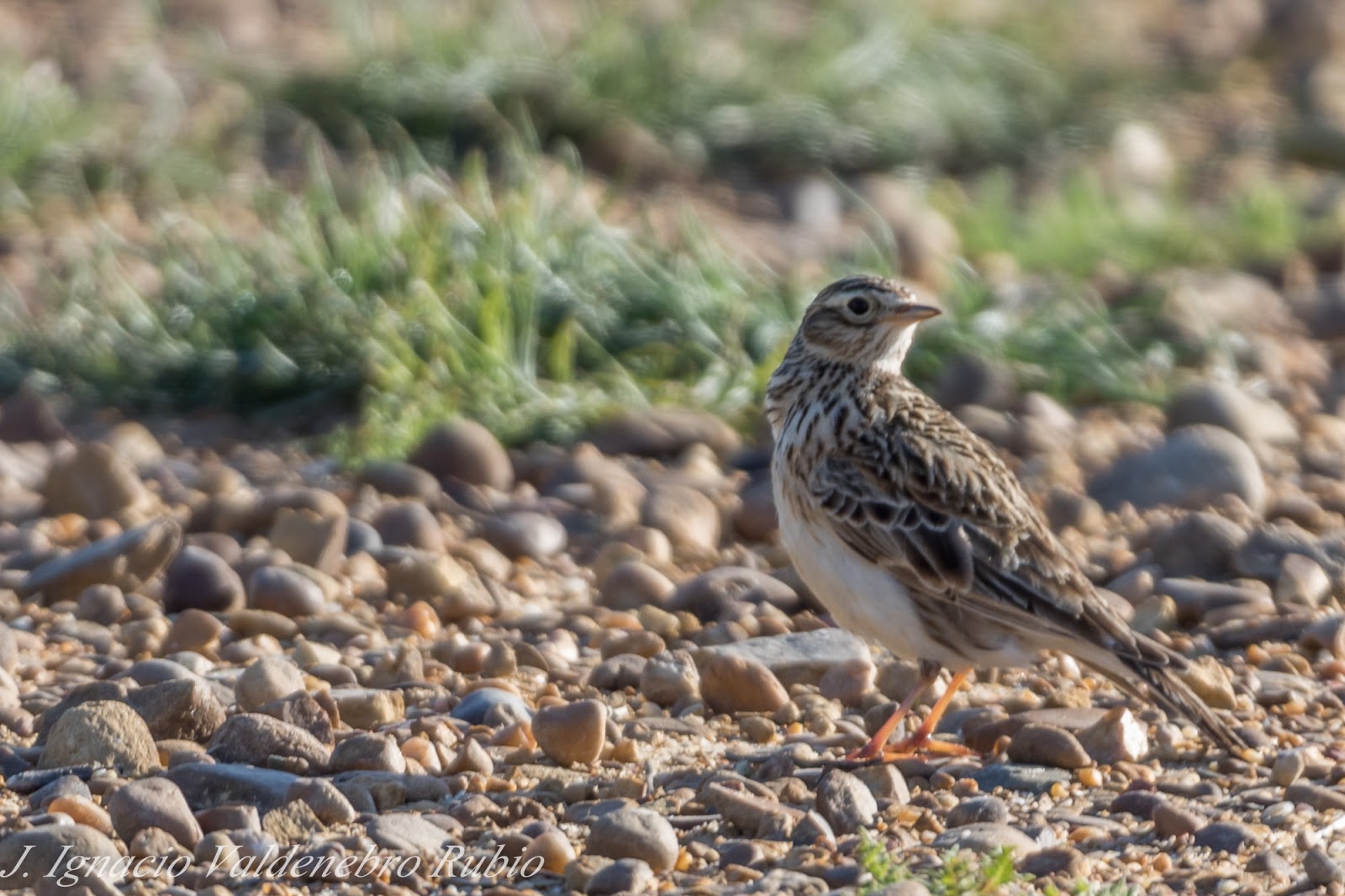 DocNatureBlog: El ave que no para de cantar en sus increíbles ascensos ...