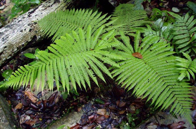Panitia Sains Al-Amin Bangi: Pelbagai spesies paku-pakis