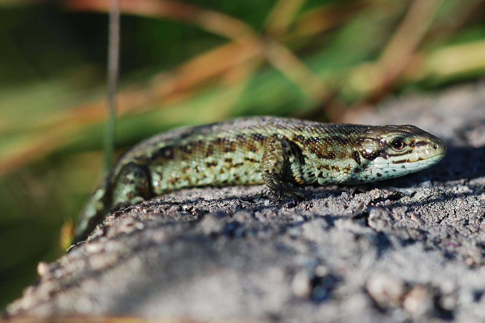 Yorkshire Field Herping and Wildlife Photography: Midwife Toads and the ...