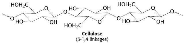 ¿De dónde se obtiene la celulosa?