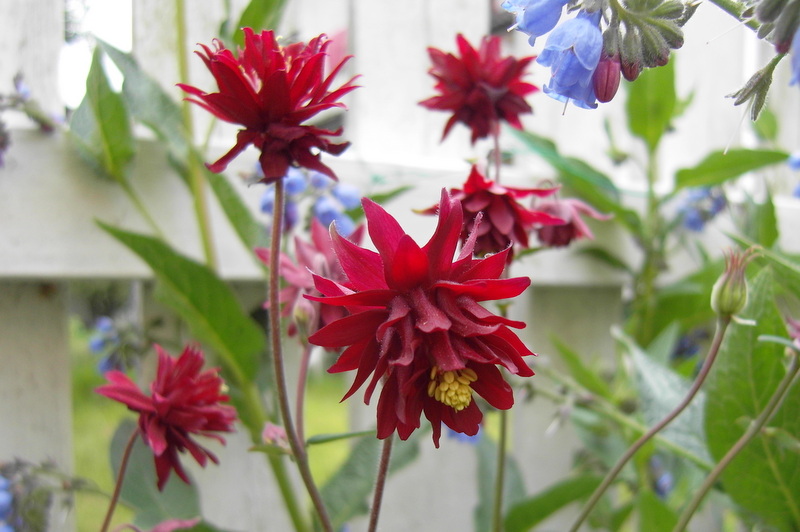 MIN VILLAHAGE: Akeleie Ruby Port