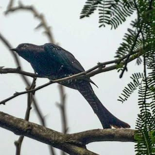 Fork-tailed drongo-cuckoo photos | Birds of India | Bird World