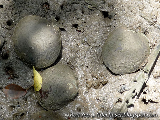 tHE tiDE cHAsER: Heterodont Bivalves (Phylum Mollusca: Subclass ...