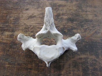 qualia and other wildlife: bones & blossom