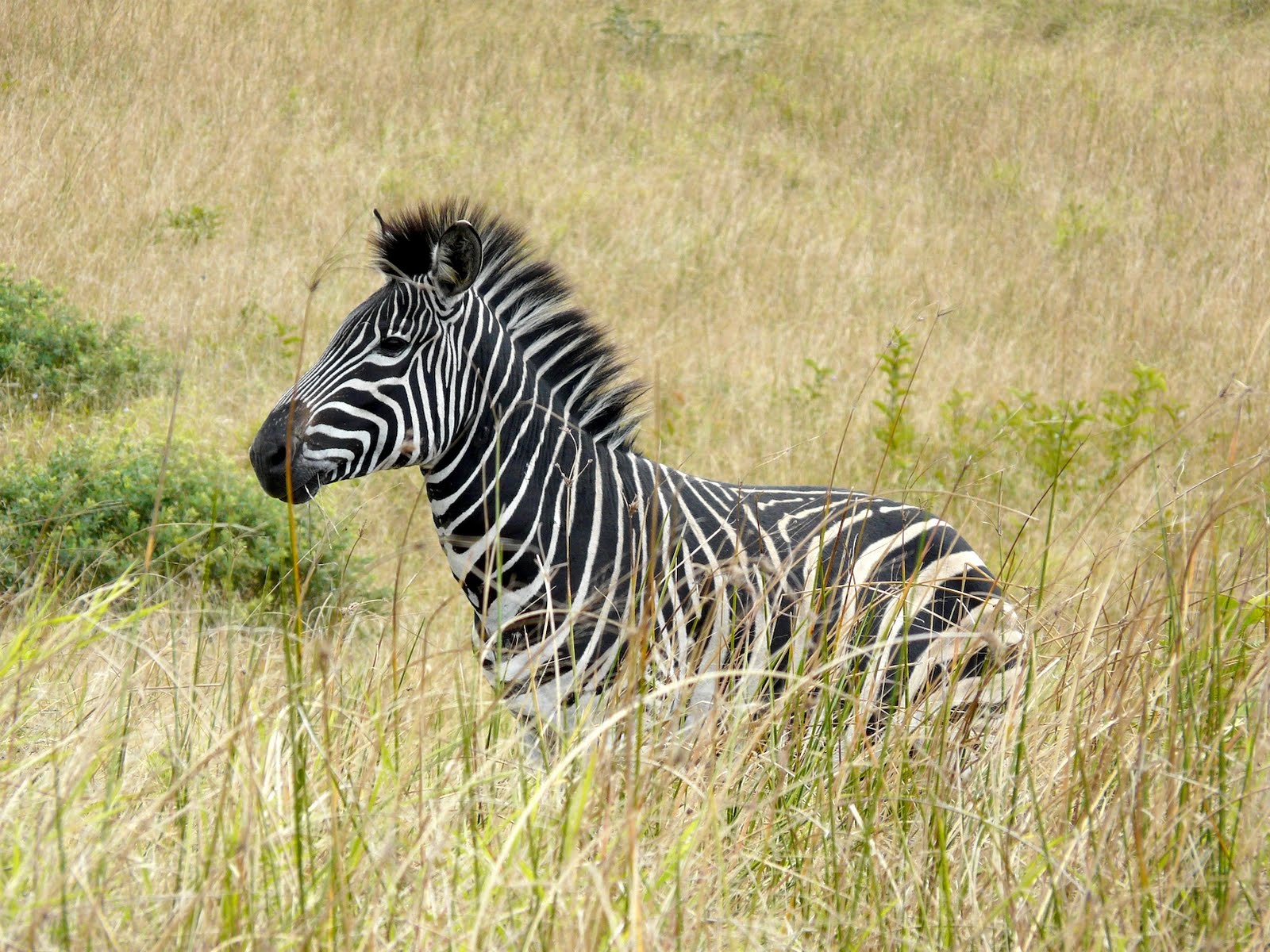 Steppenzebra – Yvonaut