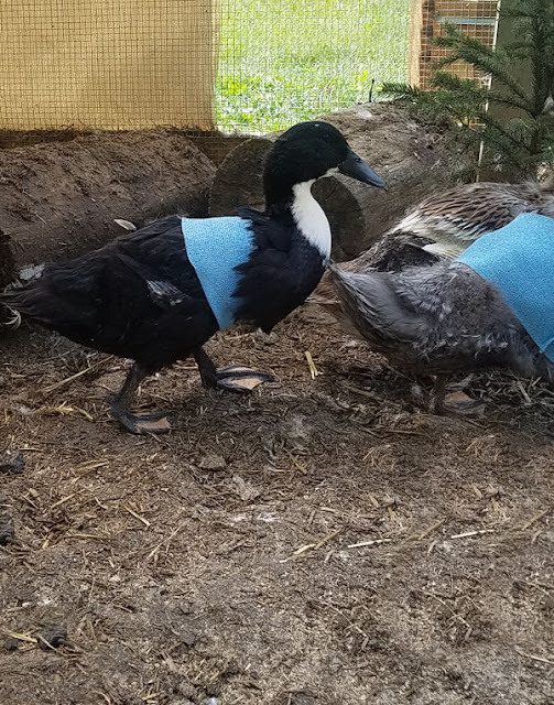 Preventing and Treating Angel Wing in Ducklings - Fresh Eggs Daily ...