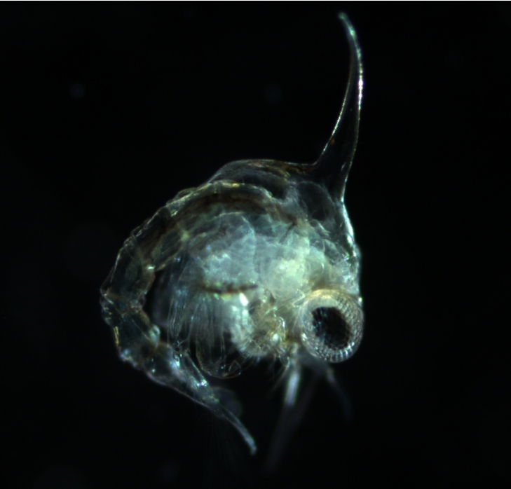 Invertebrate Embryology