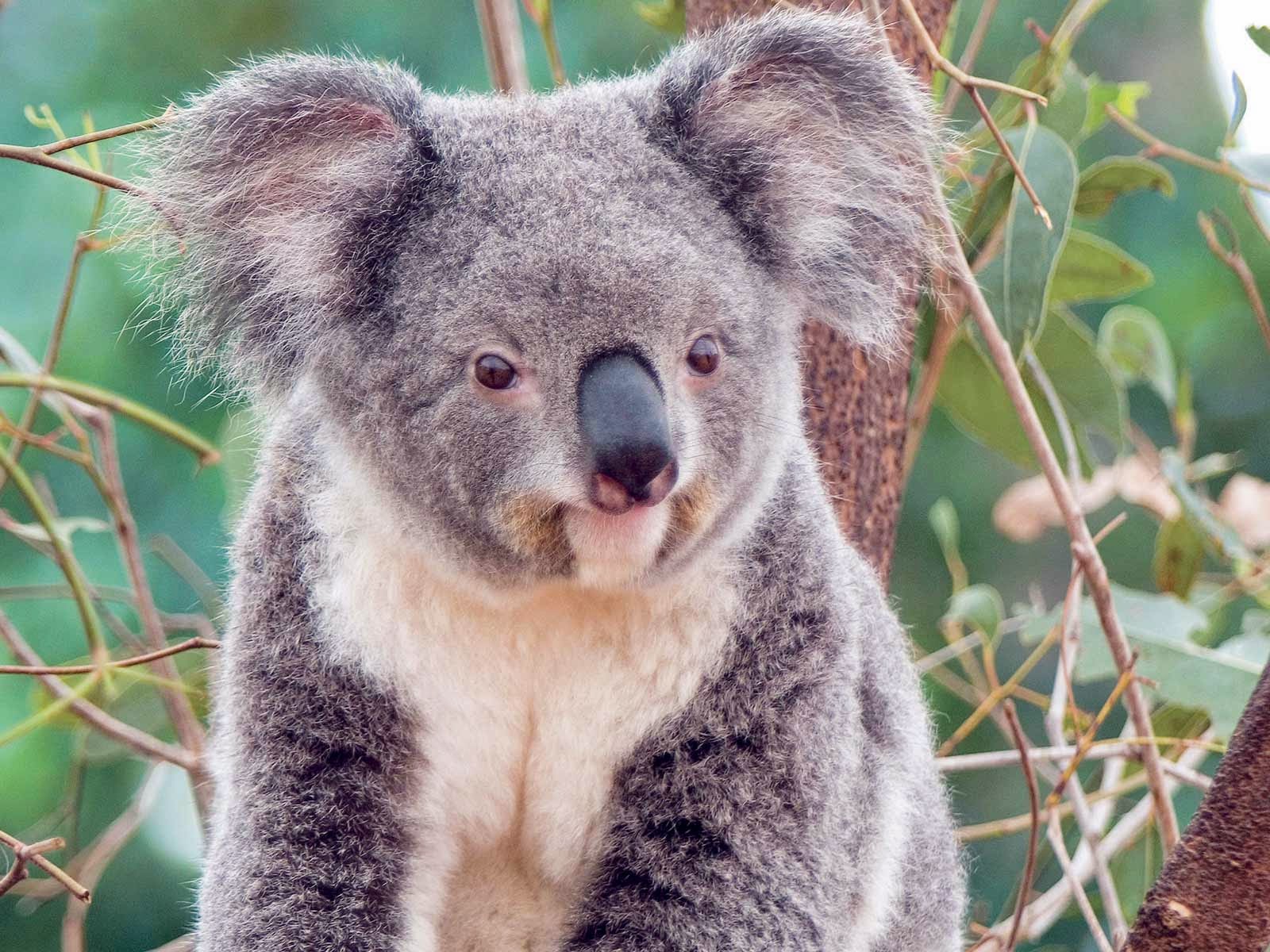 animal magazine: koala animal