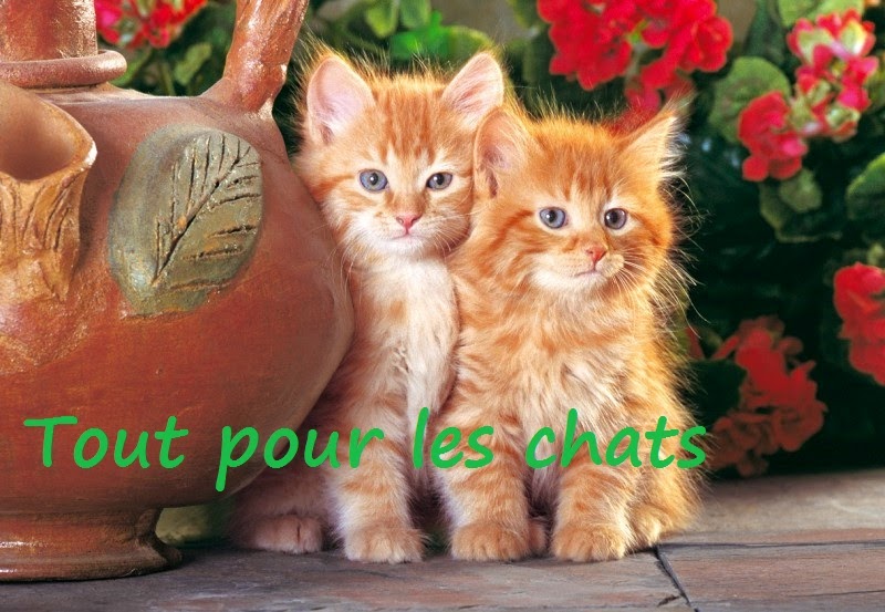 Tout pour les chats: Photos des plus beaux chats