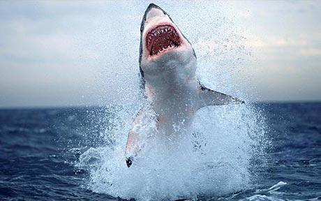 Amazing Sharks Photos/Images 2011 | All Amazing