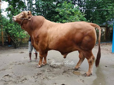 Ilmu Untuk Ternakan Ruminan: Baka-Baka Lembu