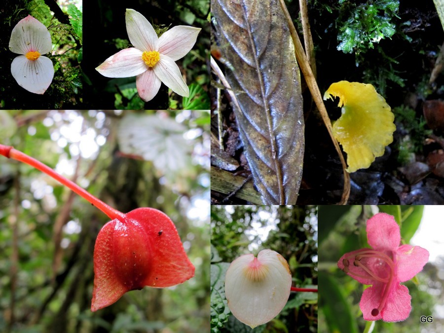 Nature Wonders Gershonized: Mushrooms and Flowers at Papua New Guinea ...
