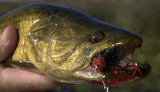 Amilton e Diego - Dicas De Pesca: Traíra / Wolf-Fish ( Hoplias ...