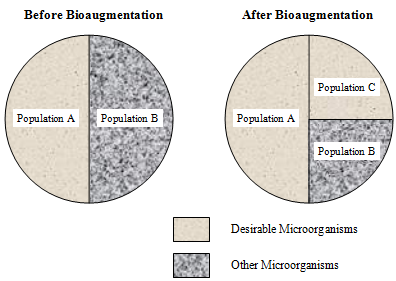 WasteWater System: Feasibility Study and Bioaugmentation Benefits