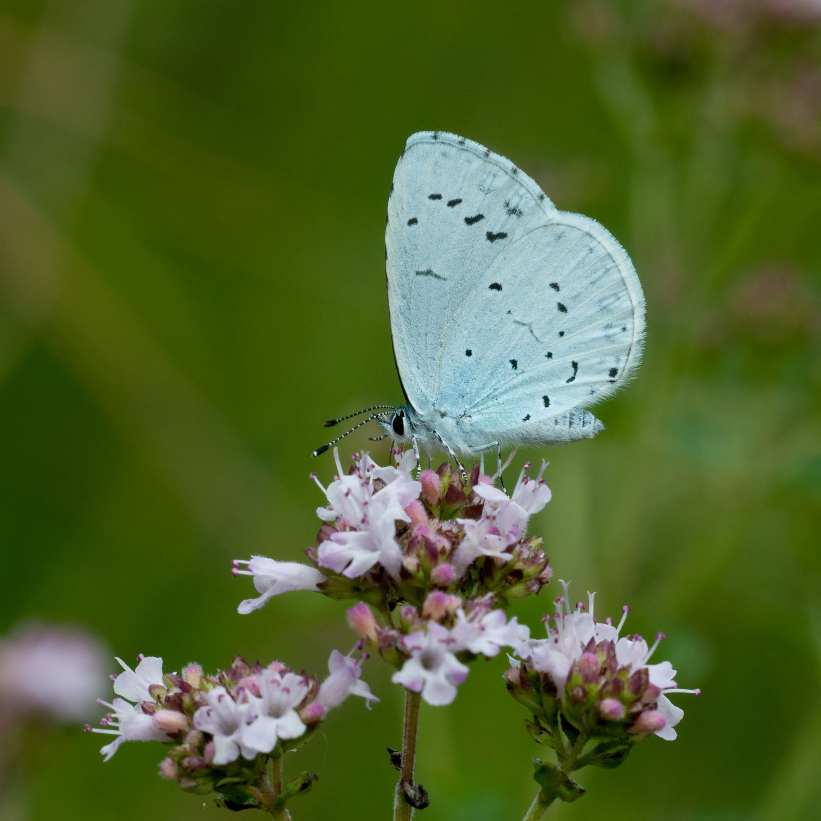 Postcards From Sussex Holly Blue At Steyning postcards-from-sussex-holly-blue-at-steyning