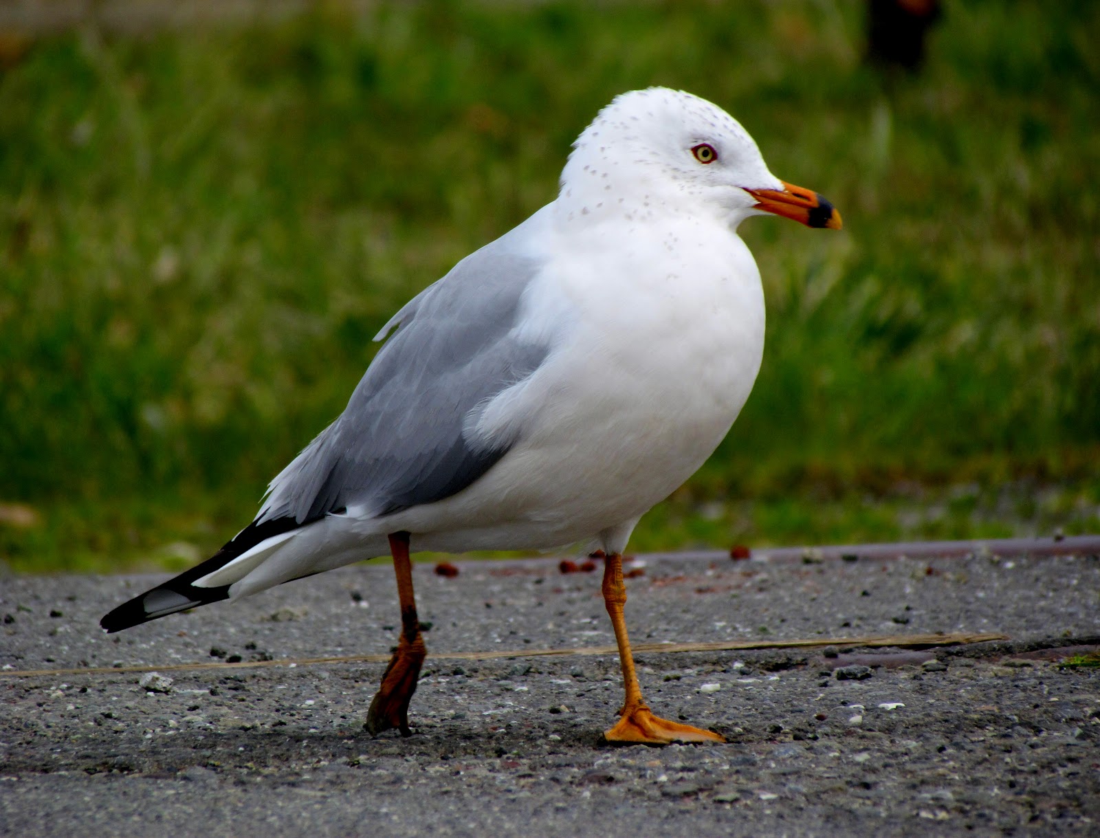 Wild life: cute gull | wild birds