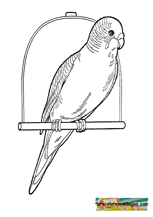 Imágenes de periquitos para colorear - Imagui