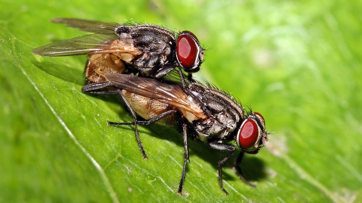 FAUNA-CERCANA: 9 - Algunos INSECTOS terrestres frecuentes en la región ...