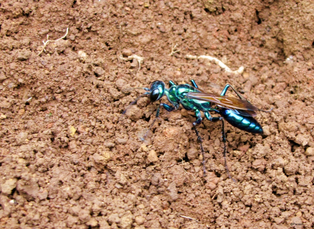 Gifting Trees...: Garden-Friendly Bugs!