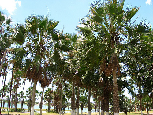 VENTO NORDESTE: CARNAÚBA - A ÁRVORE DA VIDA, DA PROSPERIDADE E DA BELEZA