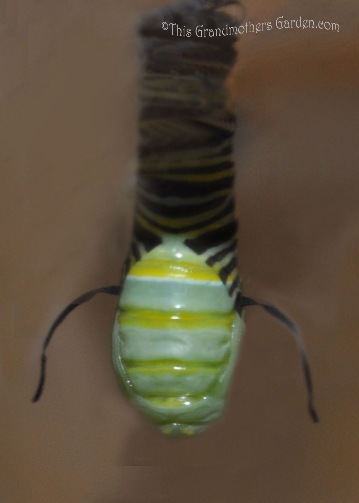 This Grandmother's Garden: Butterfly Dreams Part Three... Chrysalis!