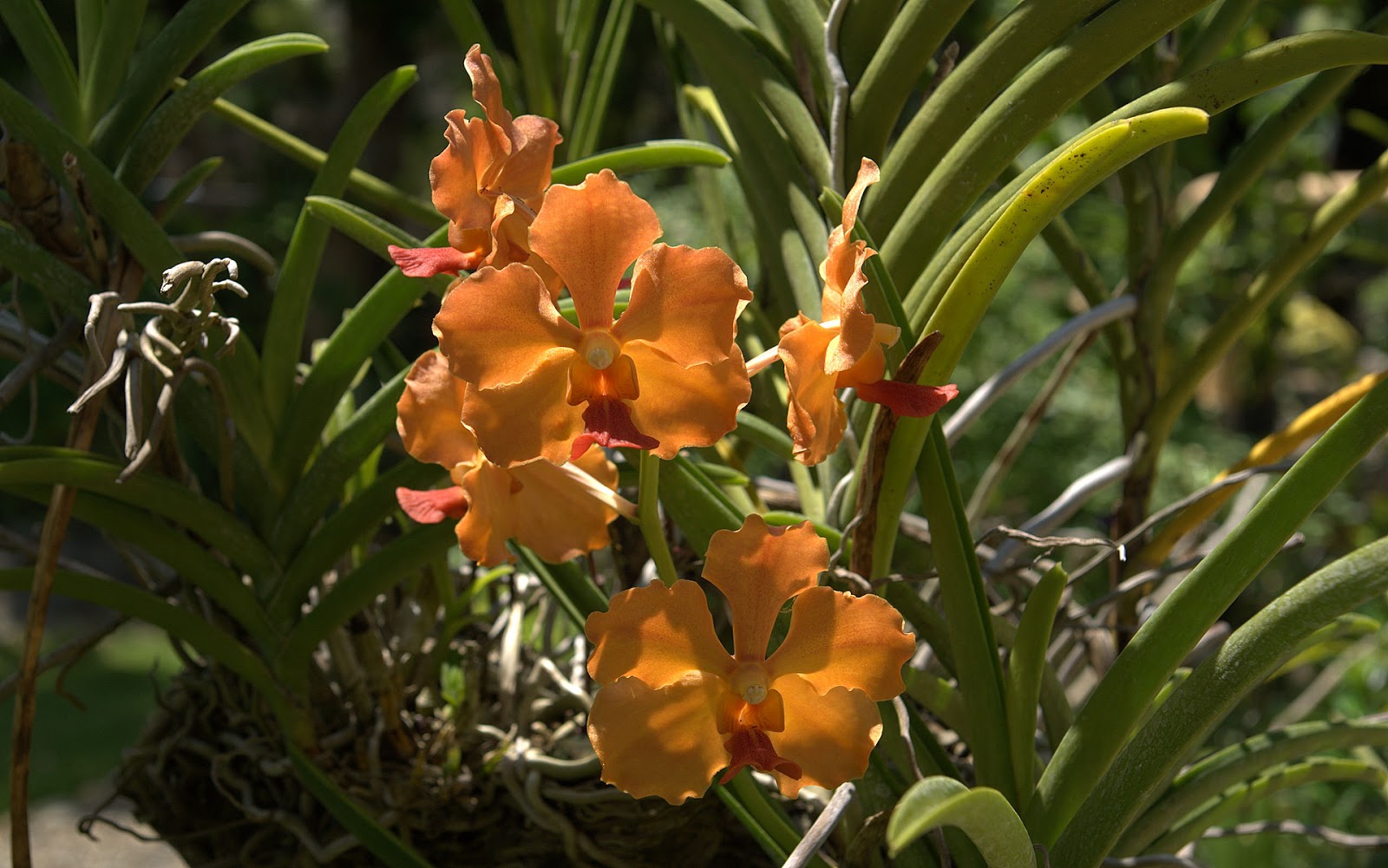 orange orchids