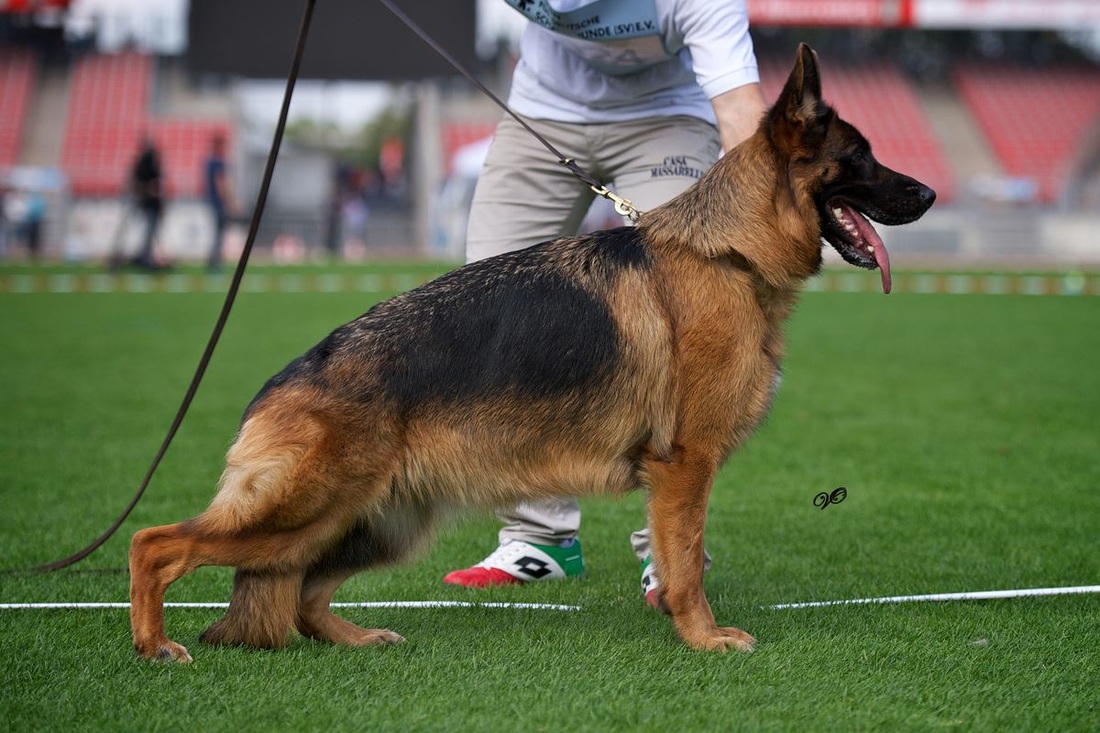 Are German Shepherds Nasty
