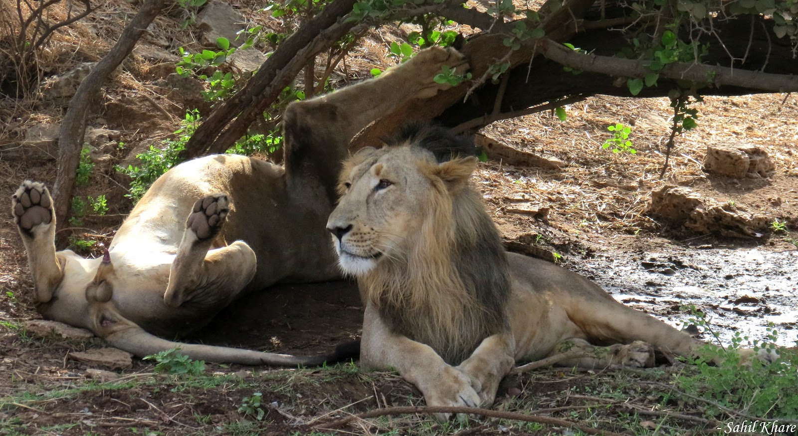 Glamorous GIR..!!!: Asiatic Lions - Pride of India!