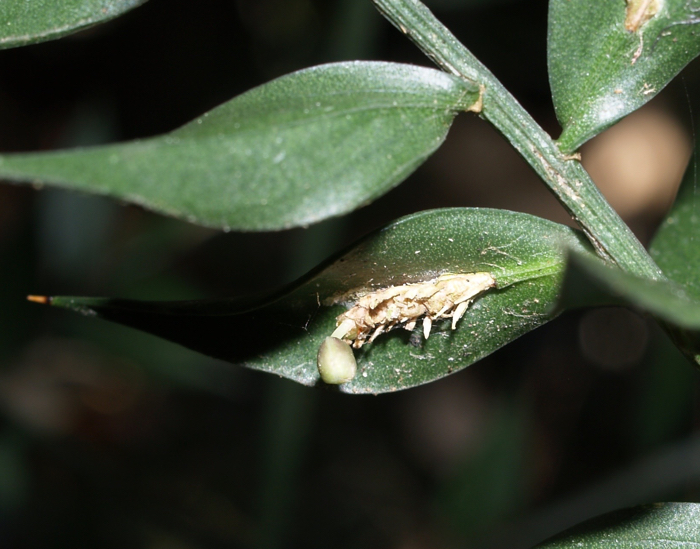 EL RUSCO (Ruscus aculeatus) Características, cuidados y cosas curiosas.
