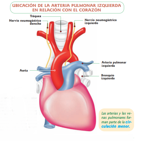 Anatomía Humana: Arterias y Venas Pulmonares, Circulación mayor y menor