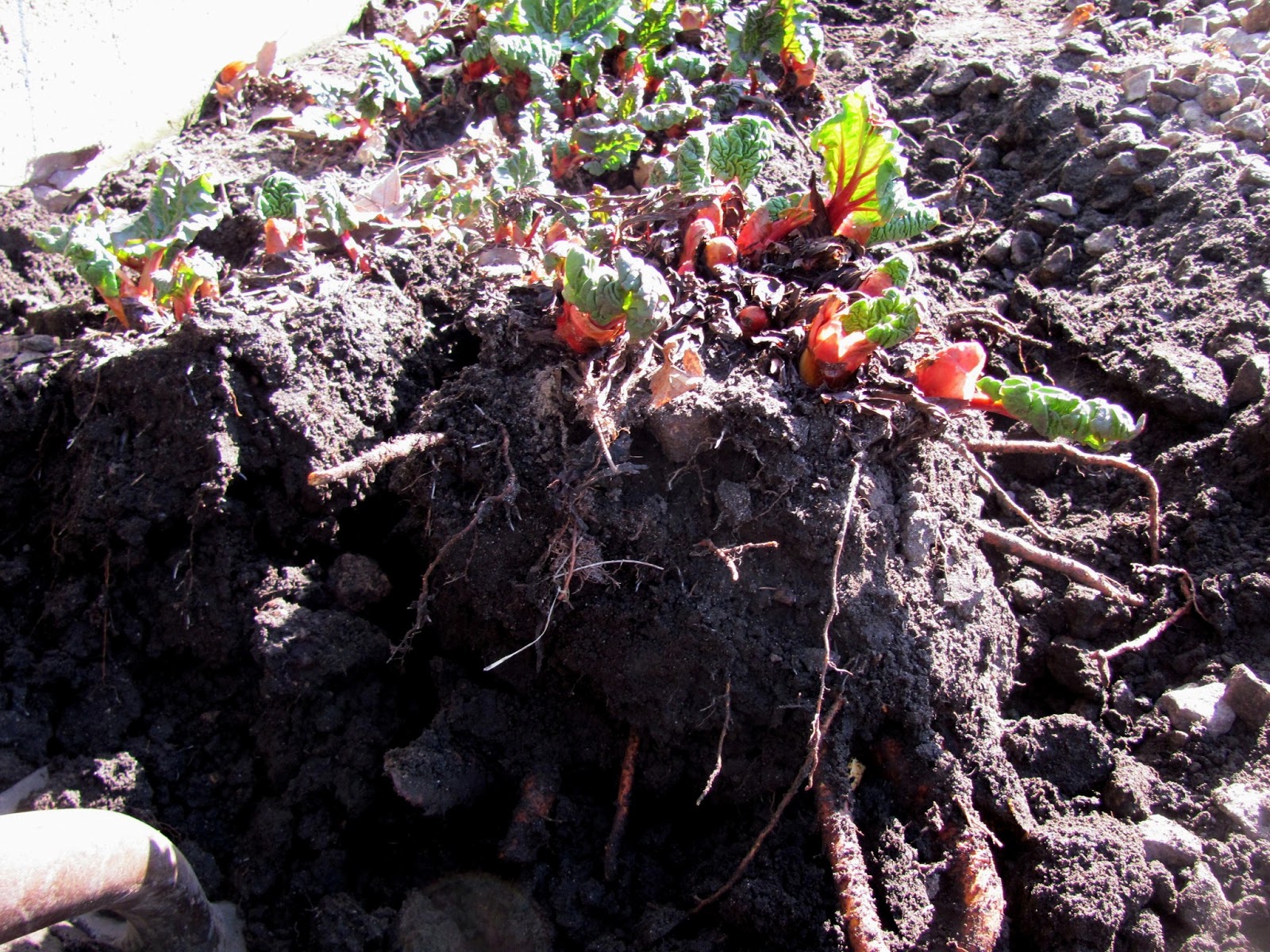 Sweet Domesticity: How to Divide Rhubarb