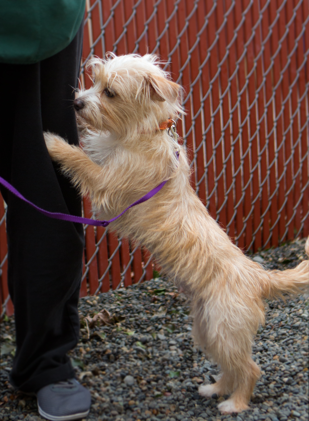 Shelter Dogs of Portland: "SAUERKRAUT" adorable terrier mix