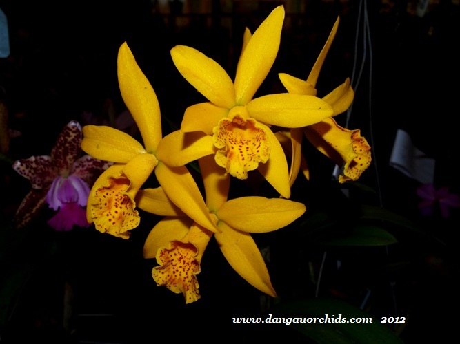 Orchids de Dangau: MAHA 2012 Orchid Show Update - Show Part 1