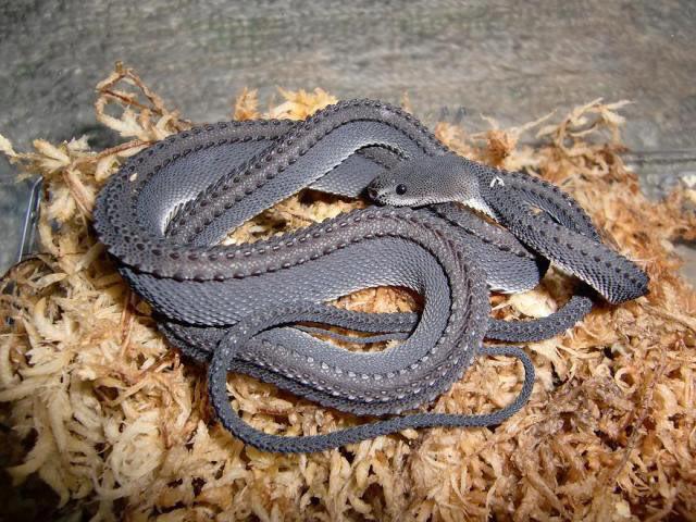 Biologia-Vida: Cobra-Dragão / Dragon snake