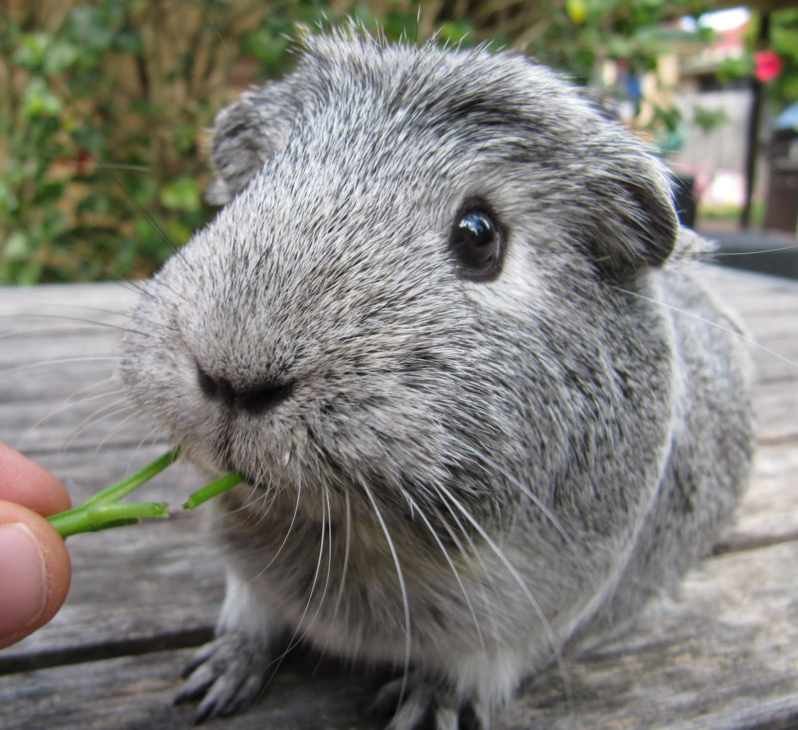 All Things Guinea Pig: Sparrow