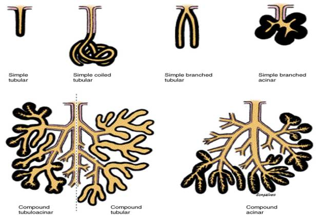Ardia's Poetry: Jaringan Epithel Histologi