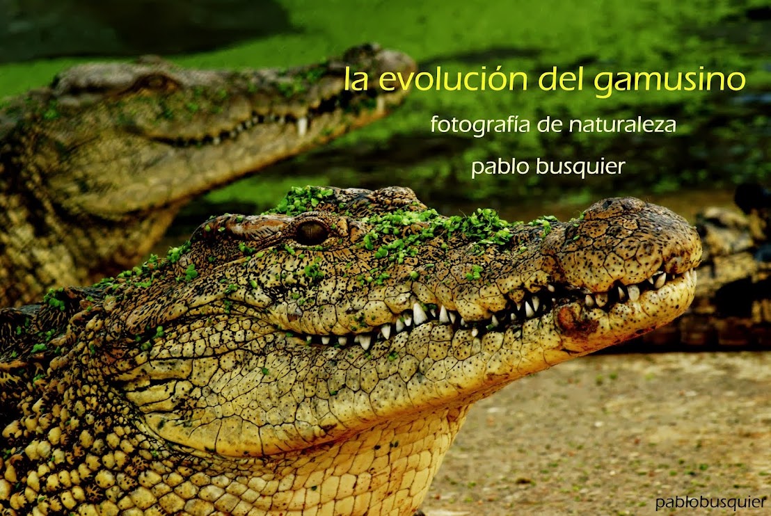 La evolución del gamusino