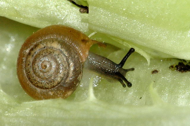 Land Snails and Slugs of Pennsylvania and New York