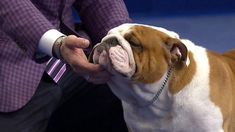 Terrierman's Daily Dose: The National Dog Show: Deformity on Parade