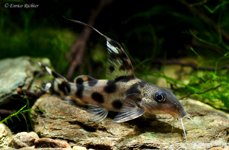 Mania de Aquário: Synodontis sp.