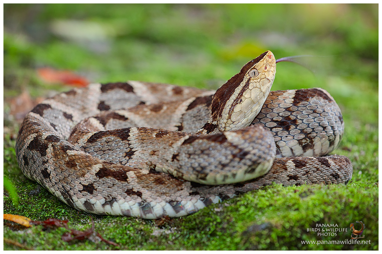 El Valle - the best place for Panama Birds & Wildlife Photos of 2017 ...